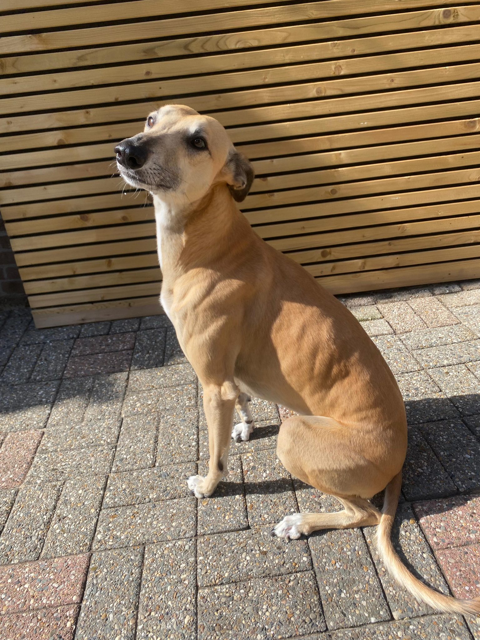 Gijs - Vereniging voor de Windhond
